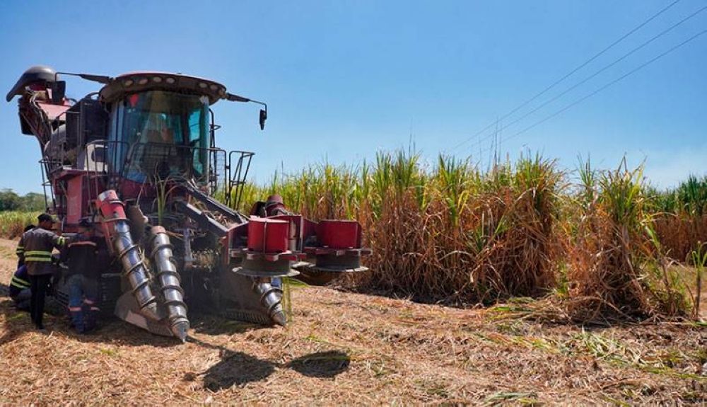 Sector azucarero prevé mejores resultados en la cosecha 2024-2025